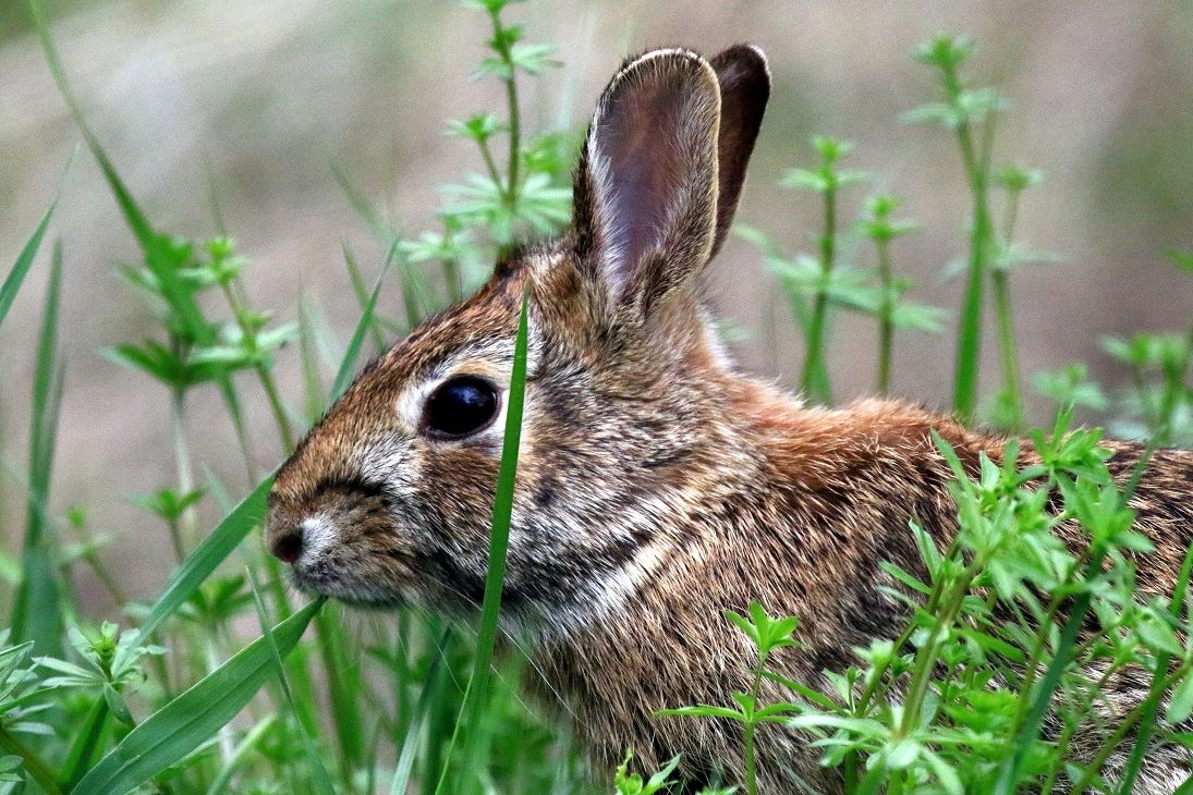 Rabbitat – the Key to Survival | Beagling Today