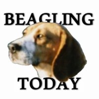 Hunting | Beagling Today